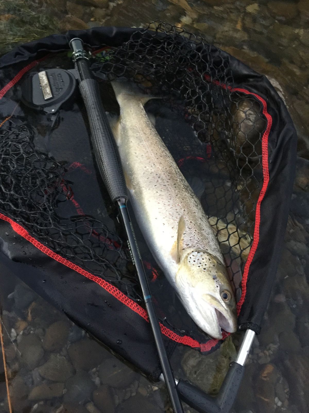 Pesca con mosca seca, ninfa al hilo, Rio Gallego, rio Ara, Alfarrás